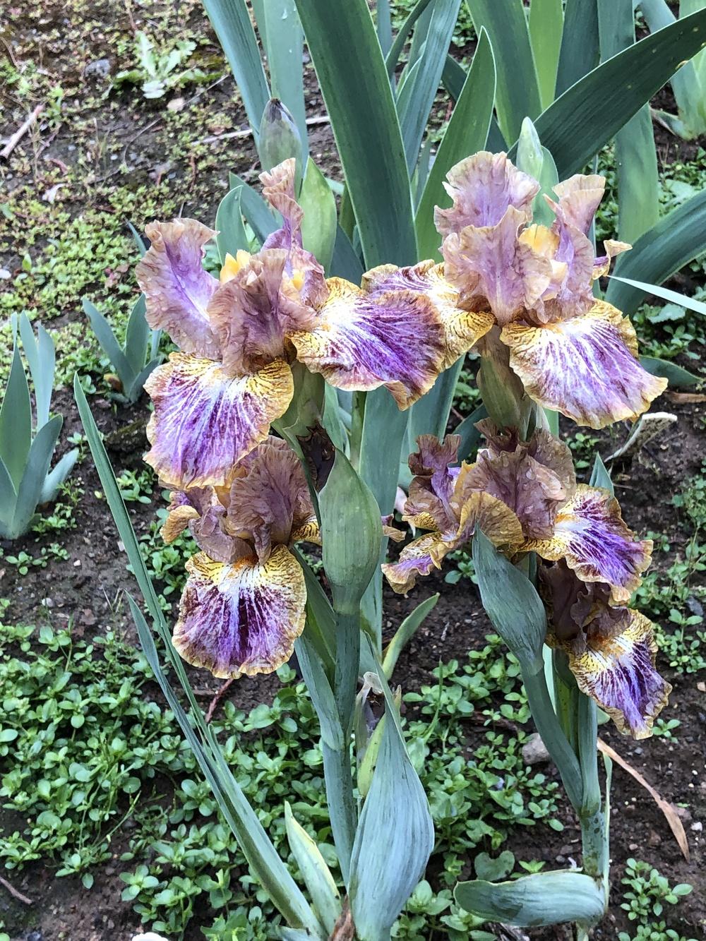 Intermediate Bearded Iris (Iris 'Vintage Vibe') in the Irises Database ...