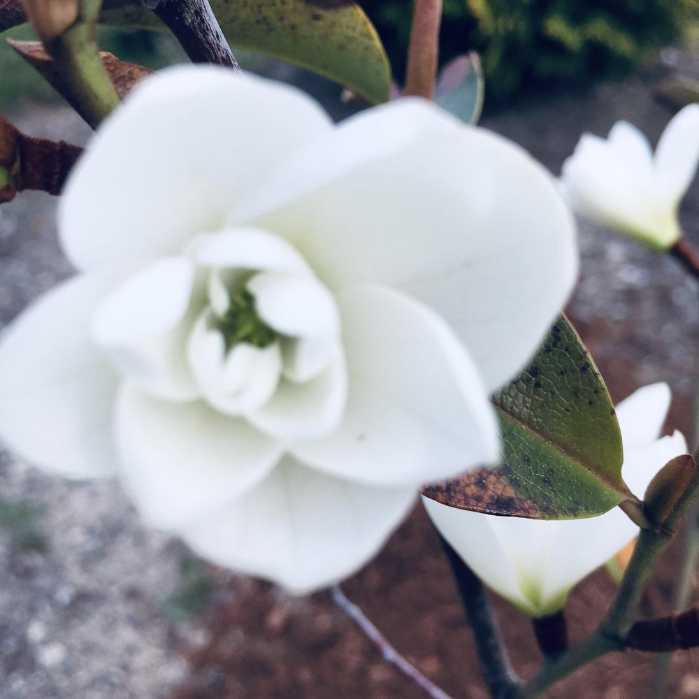 Magnolia Laevifolia Inspiration First Blooms in the Pacific Northwest ...