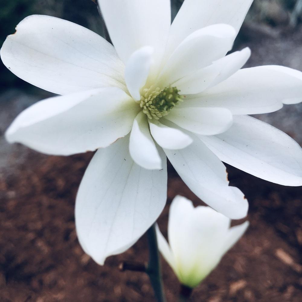 Magnolia Laevifolia Inspiration First Blooms in the Pacific Northwest ...