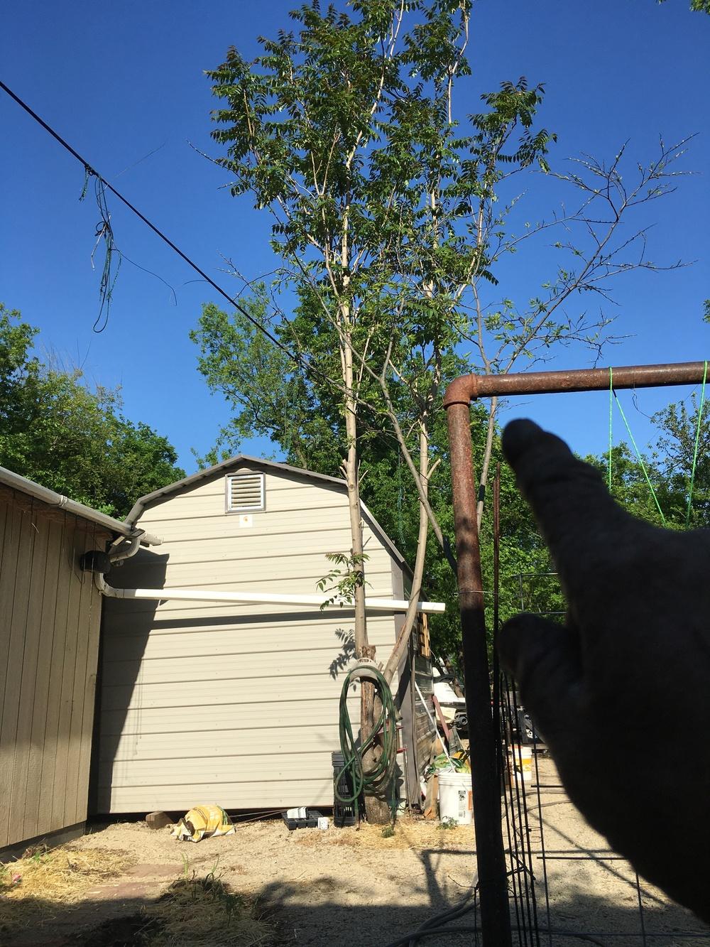 Someone please tell what this native trash tree is please in the Plant ...