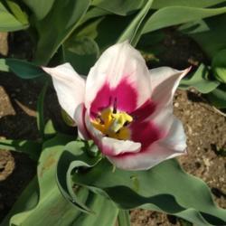 Single Early Tulip (Tulipa 'Lac van Rijn') in the Tulips Database ...