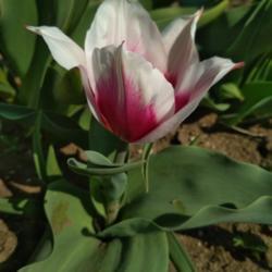 Single Early Tulip (Tulipa 'Lac van Rijn') in the Tulips Database ...