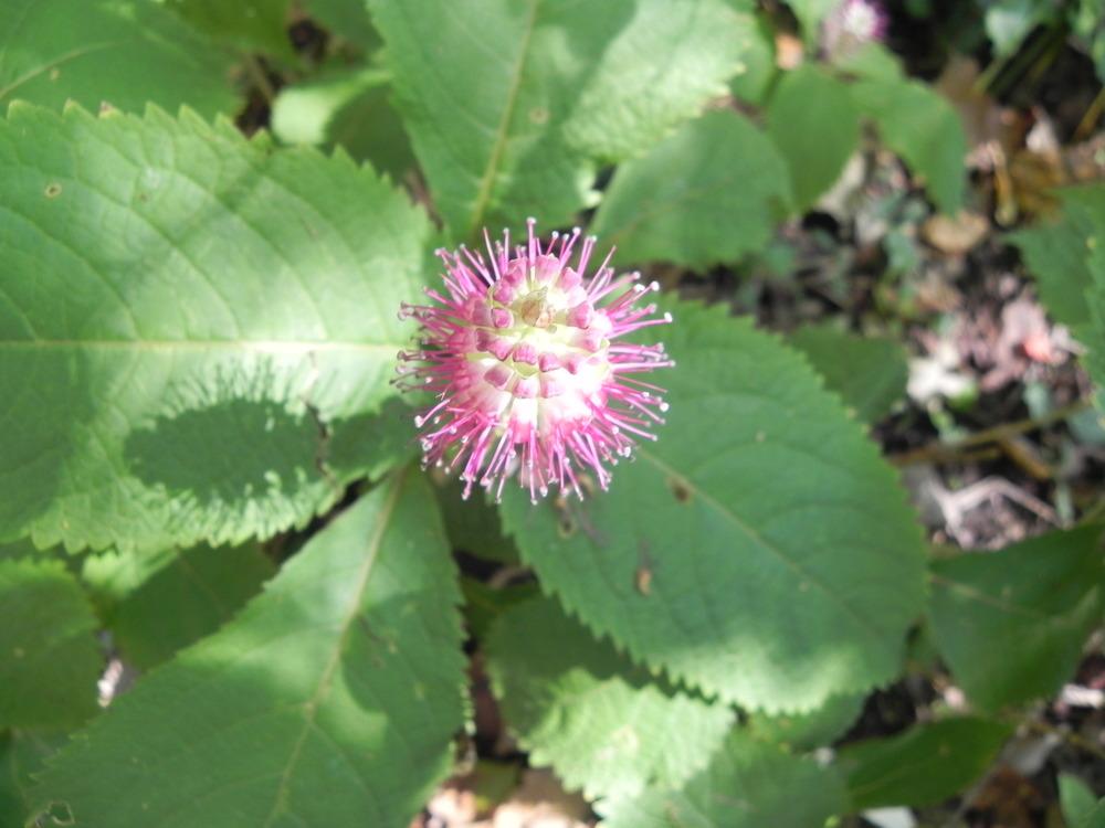 Photo of the bloom of Japanese Shrub Mint (Comanthosphace stellipila ...