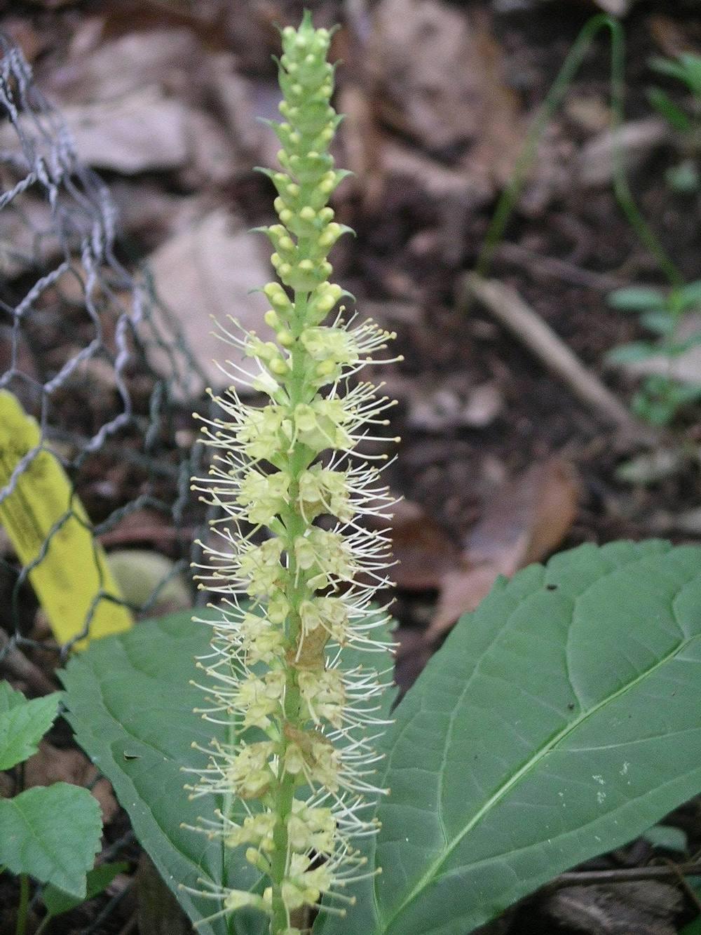 Japanese Shrub Mint (Comanthosphace japonica) - Garden.org