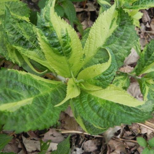 Japanese Shrub Mint (Comanthosphace japonica 'Mountain Madness ...