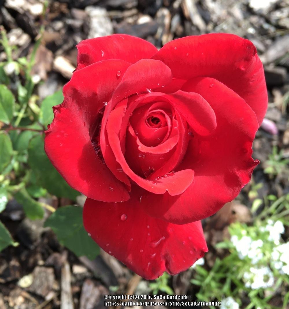 Rose (Rosa 'Olympiad') in the Roses Database - Garden.org