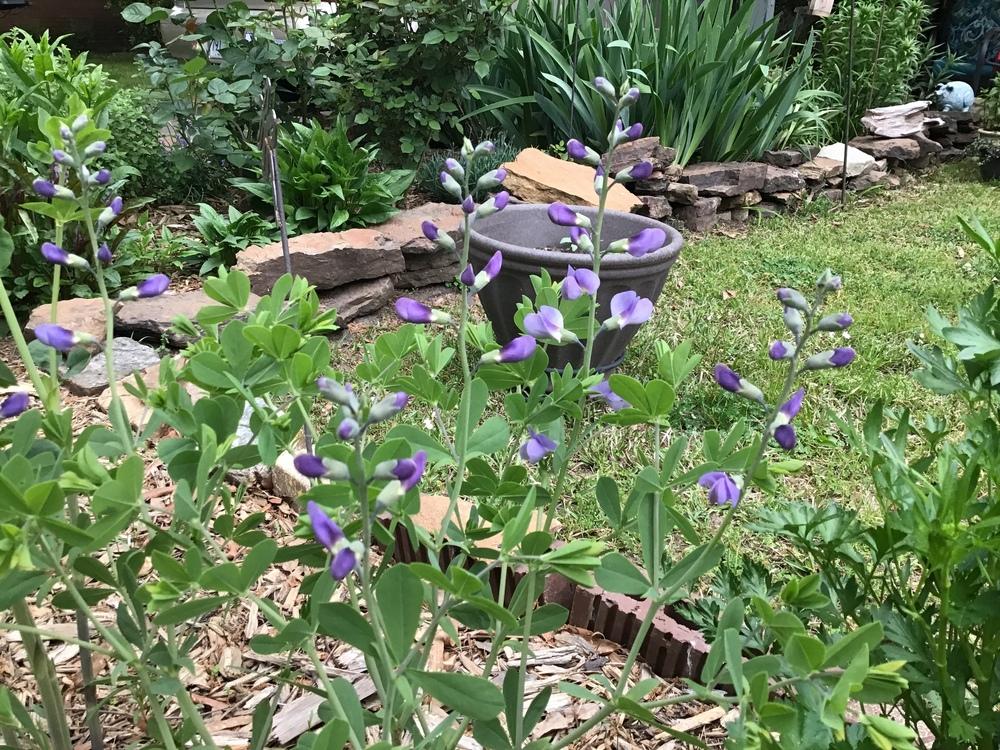 Baptisias: Plant Care and Collection of Varieties - Garden.org