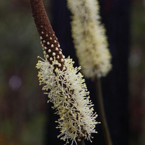 Grass-Tree (Xanthorrhoea gracilis) - Garden.org