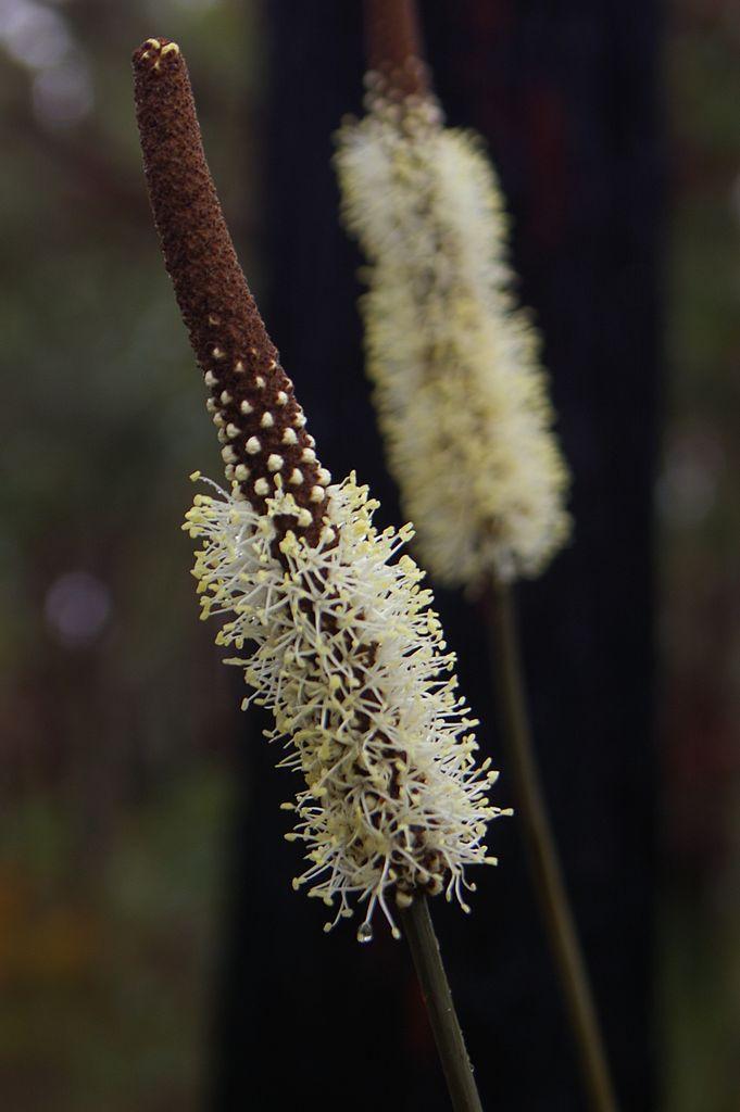 Grass-Tree (Xanthorrhoea gracilis) - Garden.org