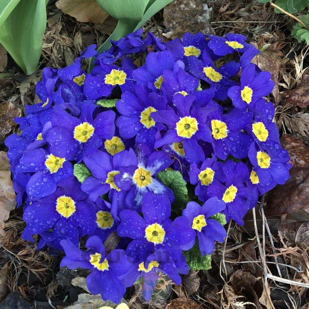 English Primrose (Primula vulgaris subsp. vulgaris 'Danova Blue') in ...
