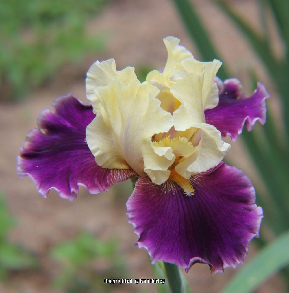 Photo of the bloom of Tall Bearded Iris (Iris 'Football Hero') posted ...