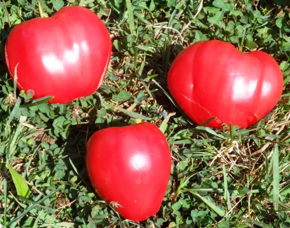 Photo of the fruit of Tomato (Solanum lycopersicum 'Lion Heart') posted ...