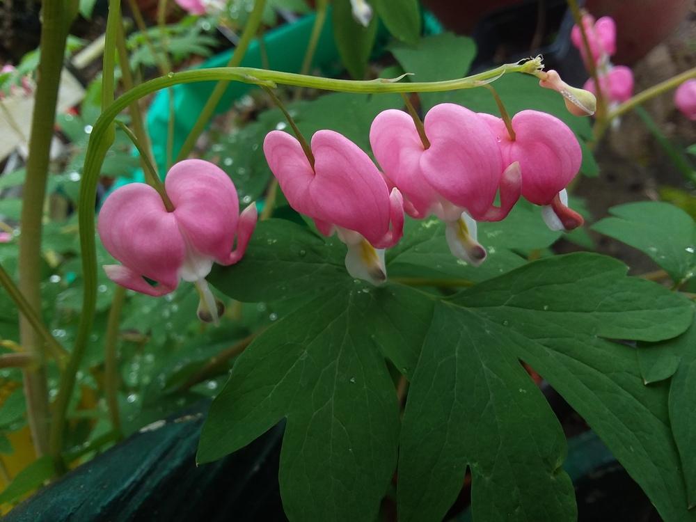 Bleeding Hearts: Plant Care and Collection of Varieties - Garden.org