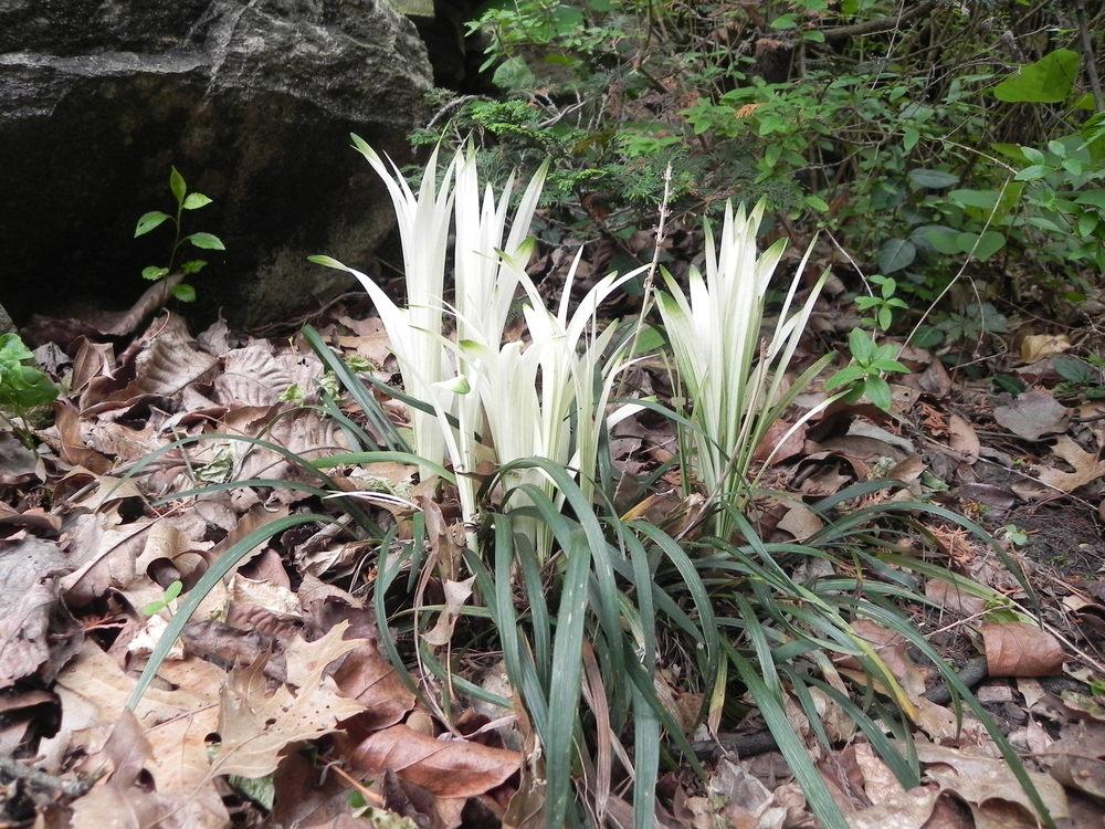 Liriopes: Plant Care and Collection of Varieties - Garden.org