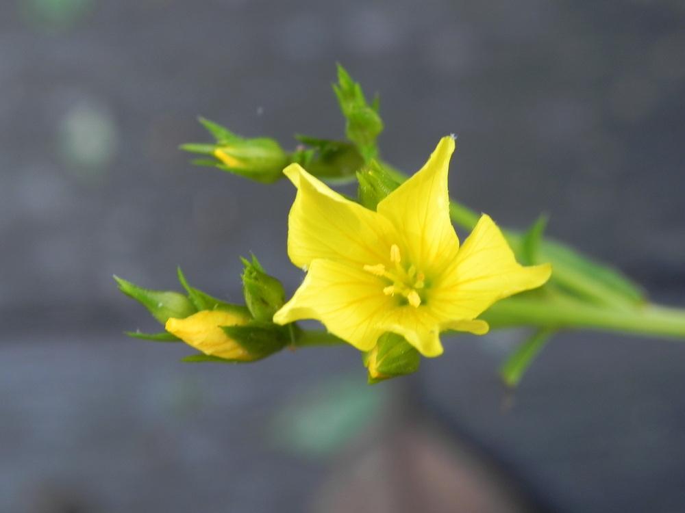 Linum tauricum - Garden.org