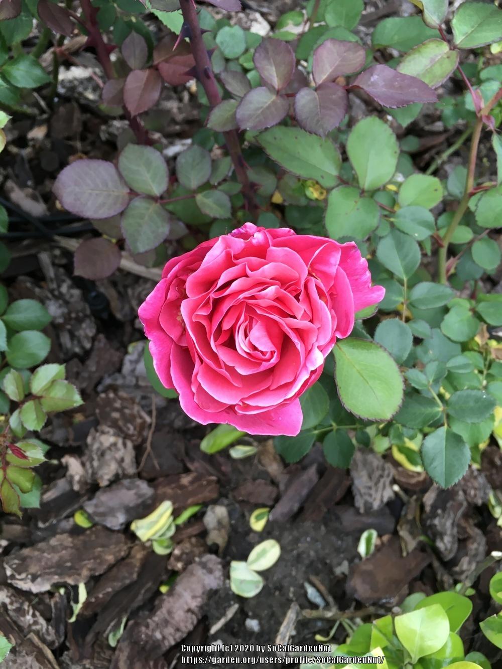 Photo of the bloom of Rose (Rosa 'Line Renaud') posted by ...