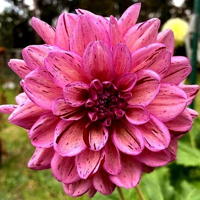 Dahlia 'Sultan' in the Dahlias Database - Garden.org