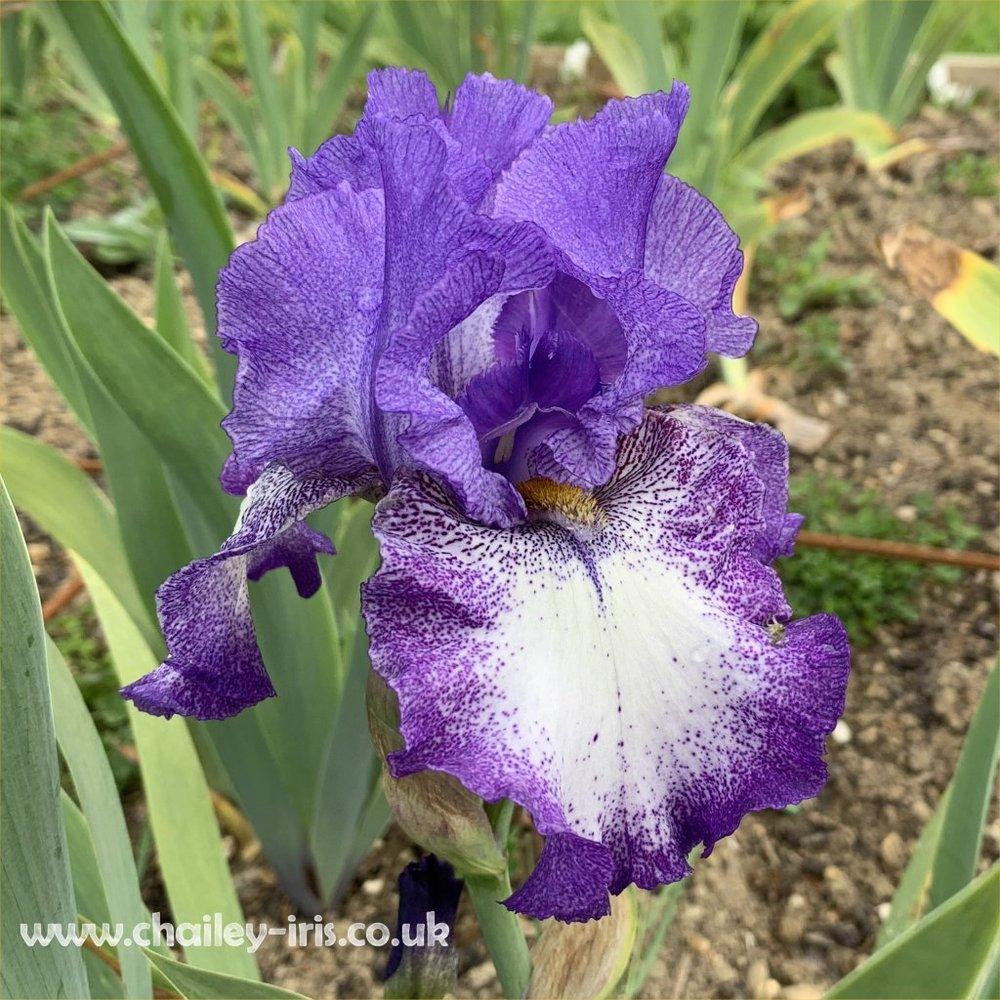 Tall Bearded Iris (Iris 'Violet Shimmer') in the Irises Database ...