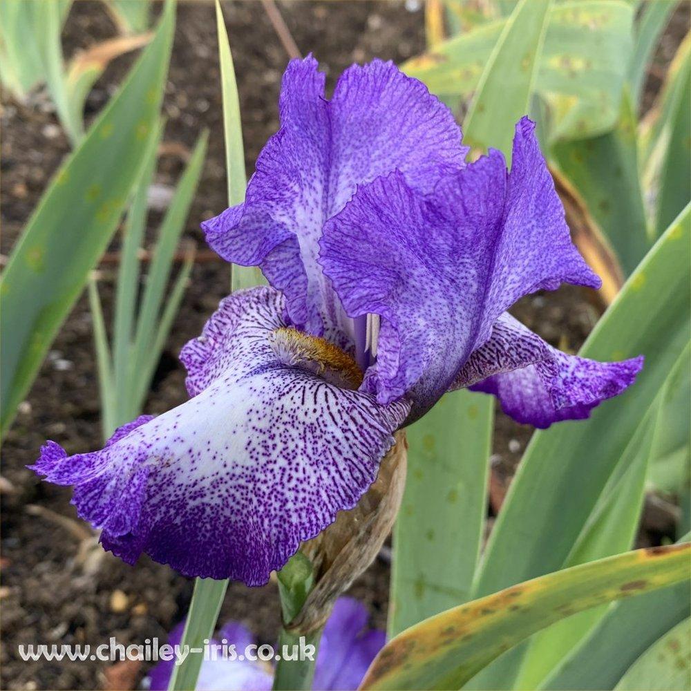 Photo of the bloom of Tall Bearded Iris (Iris 'Violet Shimmer') posted ...