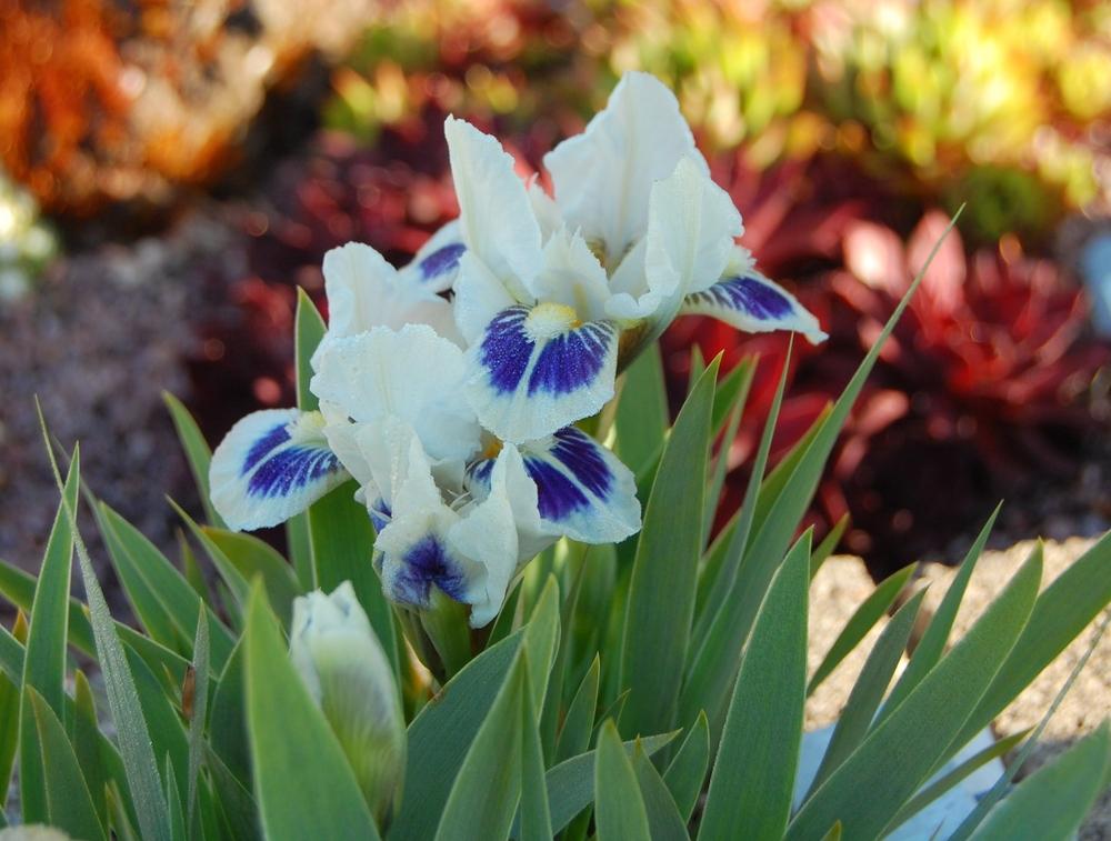 Miniature Dwarf Bearded Iris (Iris 'Shy') in the Irises Database ...