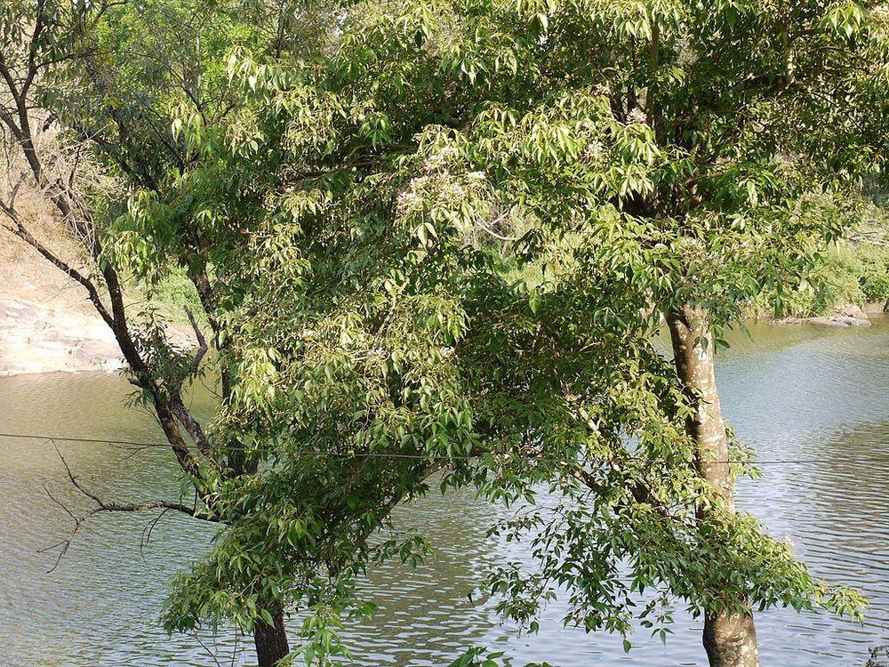 Garlic Pear Tree (Crateva adansonii) - Garden.org