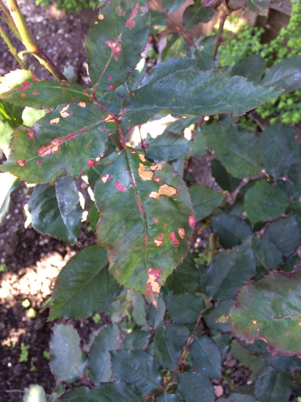 White dust, black spots, and red spots on rose bush in the Roses forum ...
