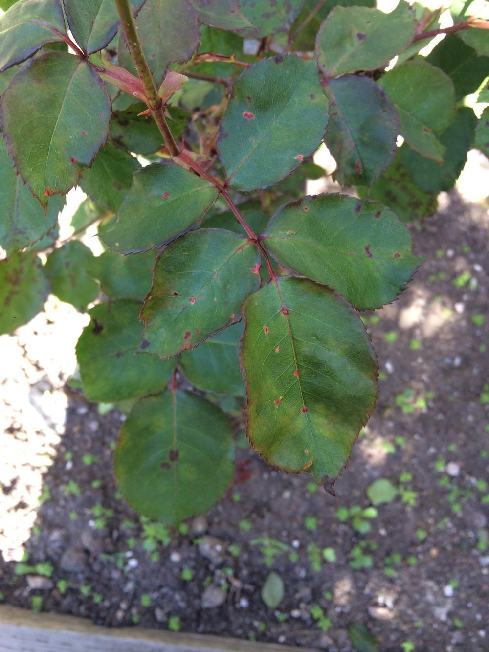 White dust, black spots, and red spots on rose bush in the Roses forum ...