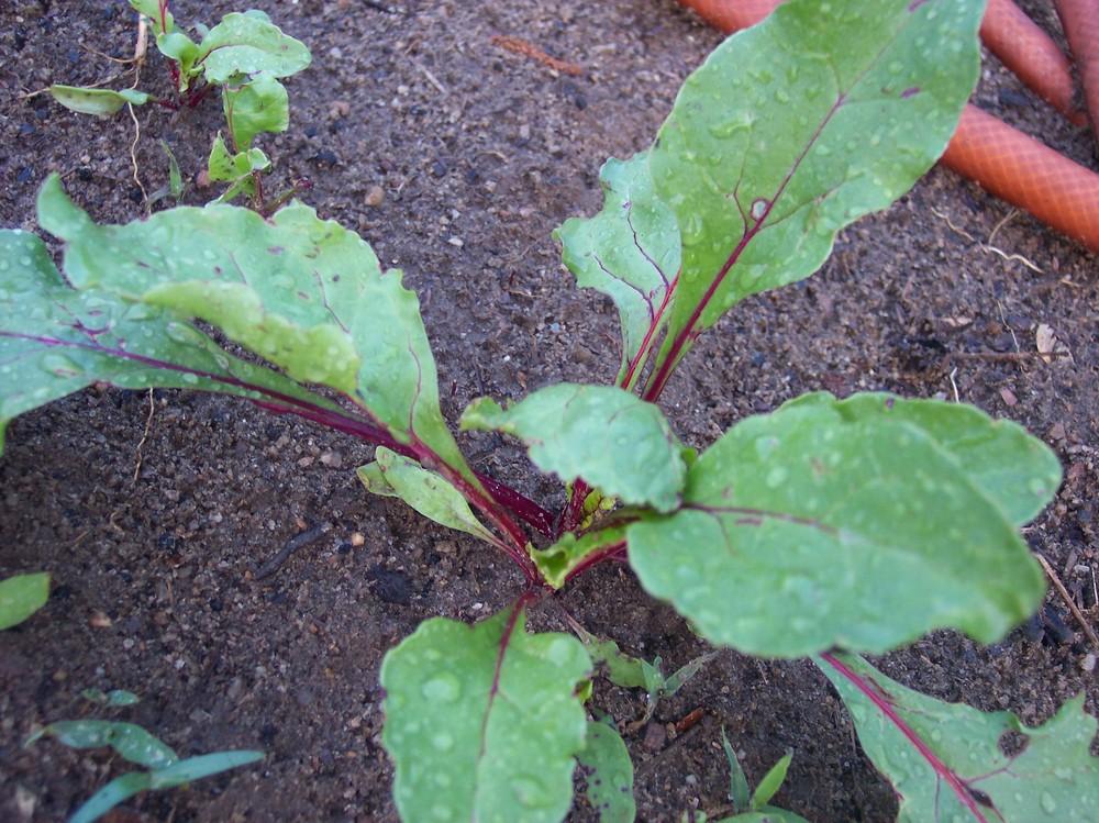 Beets: Plant Care and Collection of Varieties - Garden.org