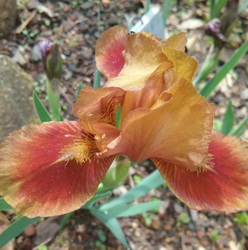 Standard Dwarf Bearded Iris (Iris 'Chocolate Cupcake') in the Irises ...