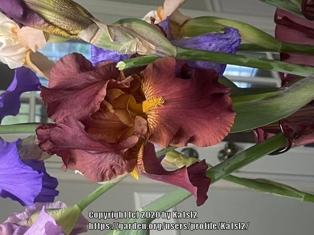Deep Rust iris. Help IF in the Irises forum - Garden.org