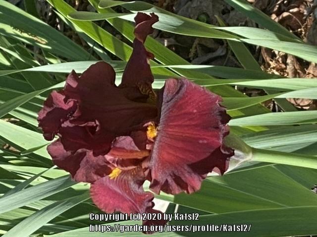 Deep Rust iris. Help IF in the Irises forum - Garden.org