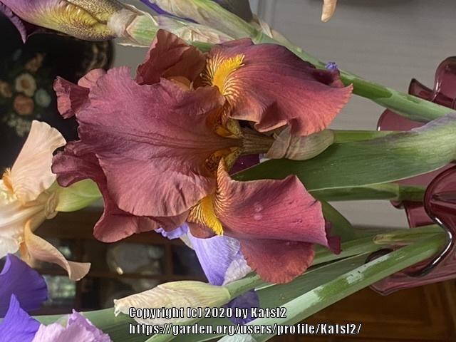Deep Rust iris. Help IF in the Irises forum - Garden.org