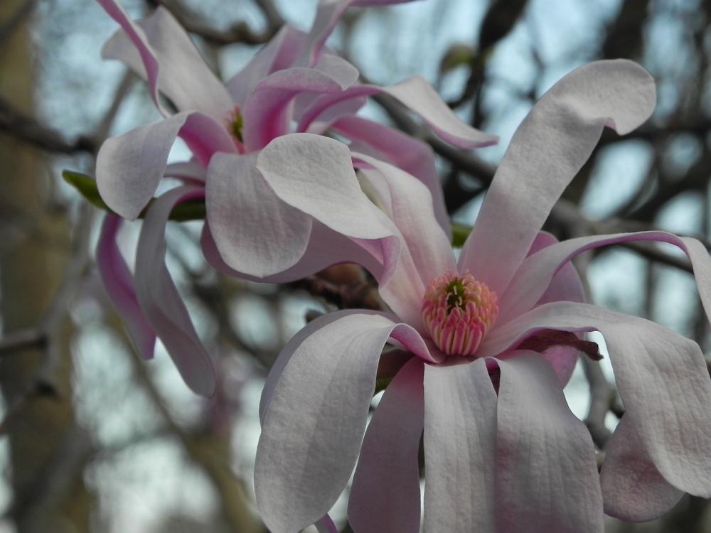 Photo of the bloom of Loebner Magnolia (Magnolia x loebneri 'Leonard ...
