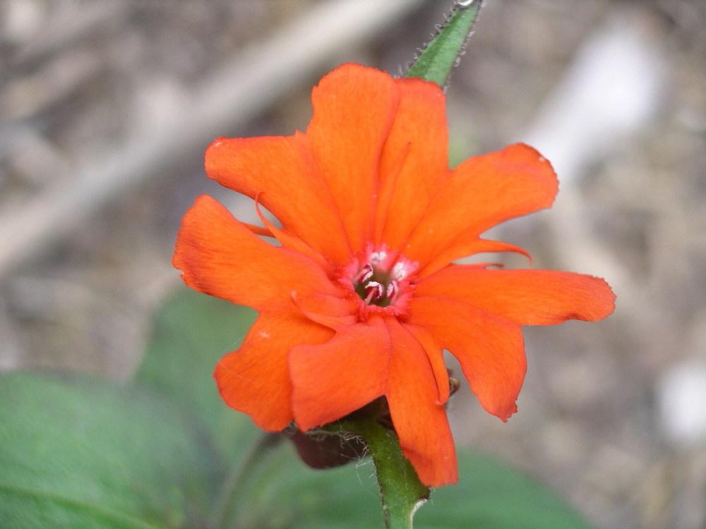 Photo of the bloom of Arkwright's Campion (Silene 'Arkwrightii') posted ...
