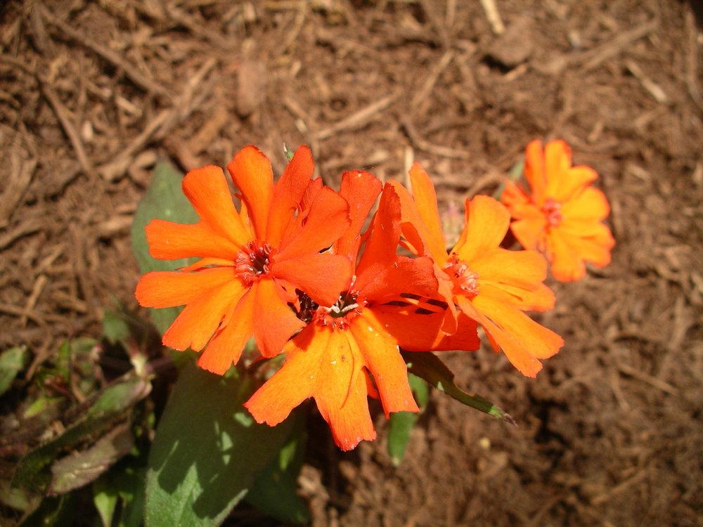 Photo of the bloom of Arkwright's Campion (Silene 'Arkwrightii') posted ...