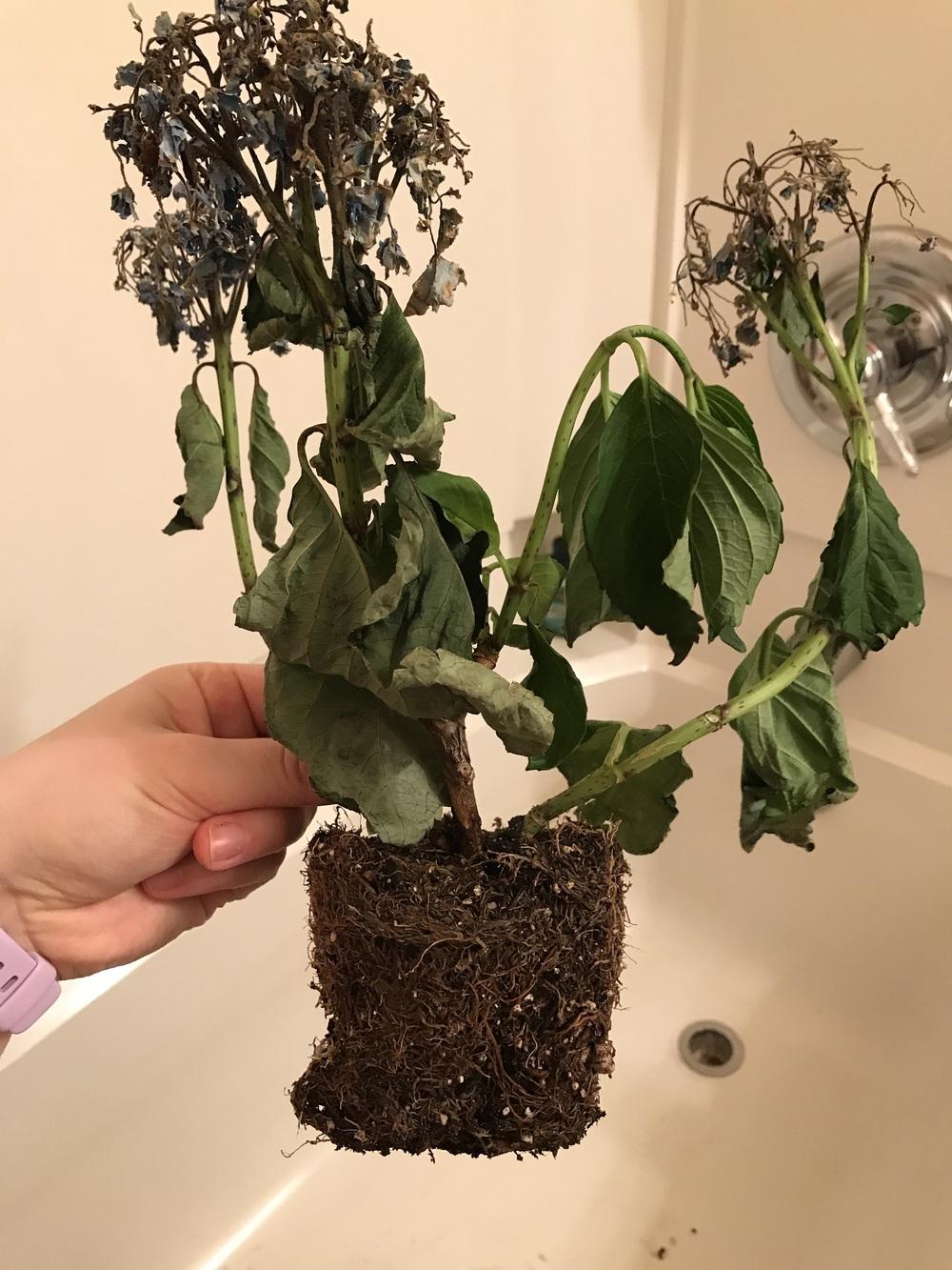 Overwatered hydrangea in the Ask a Question forum - Garden.org