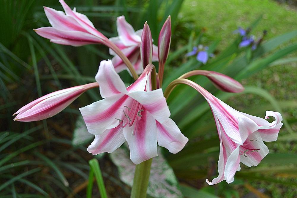 Crinums: Plant Care and Collection of Varieties - Garden.org