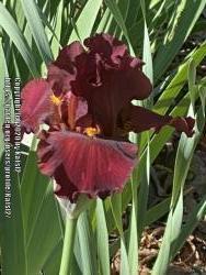 Deep Rust iris. Help IF in the Irises forum - Garden.org