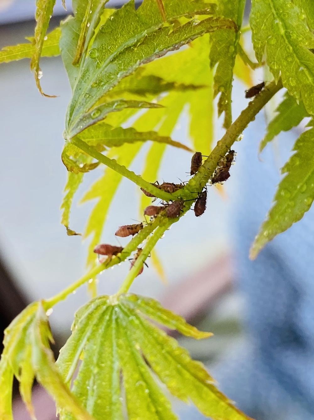 Bugs on my Japanese Maple in the Ask a Question forum - Garden.org