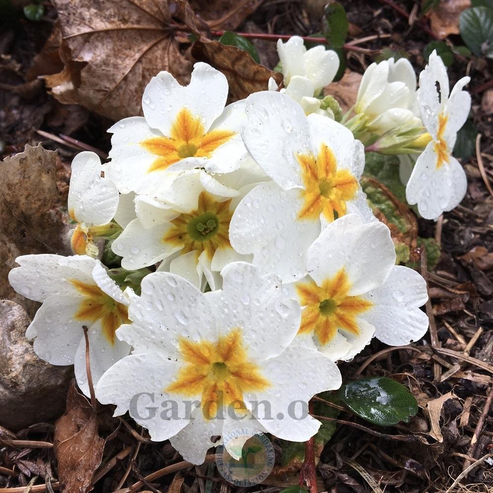 Primroses: Plant Care and Collection of Varieties - Garden.org