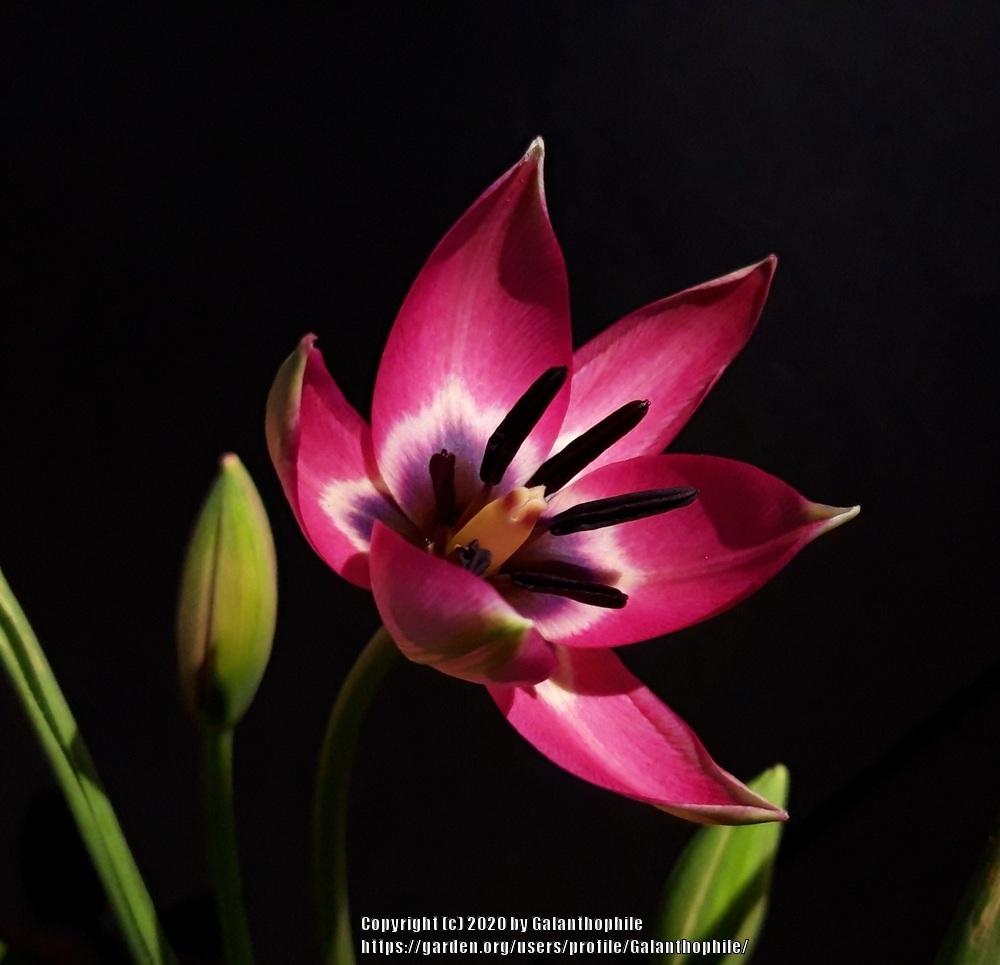 Tulip (Tulipa 'Norah') in the Tulips Database - Garden.org