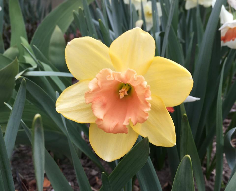 Photo of the bloom of Large Cupped Daffodil (Narcissus 'Color Run ...