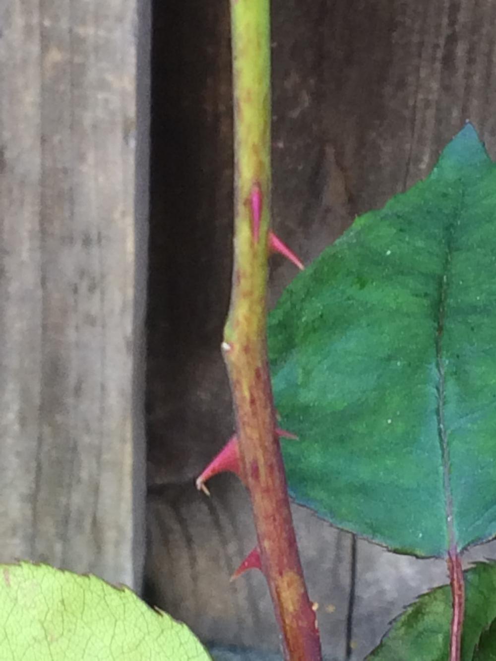 White dust, black spots, and red spots on rose bush in the Roses forum ...