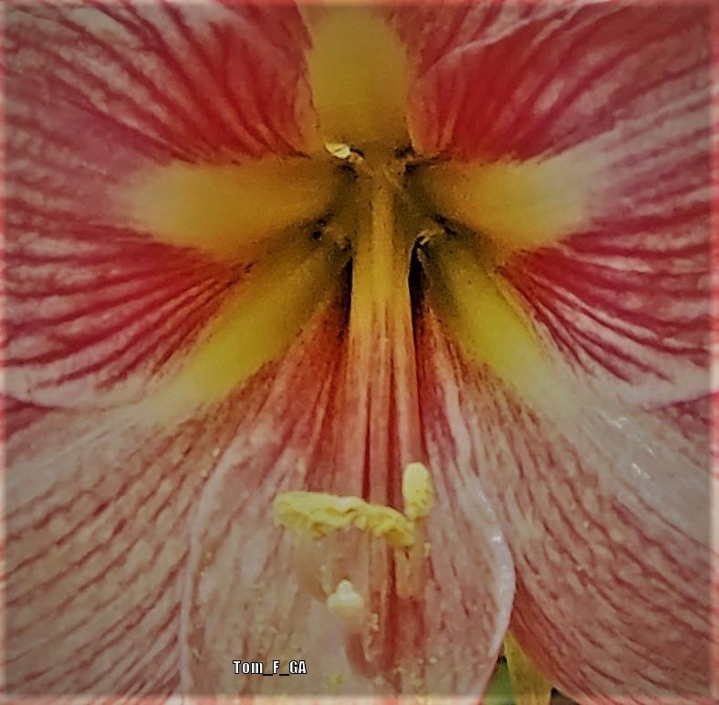 Amaryllis (Hippeastrum 'Terra Cotta Star') in the Amaryllis Database ...