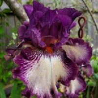 Tall Bearded Iris (Iris 'Deep Currents') in the Irises Database ...