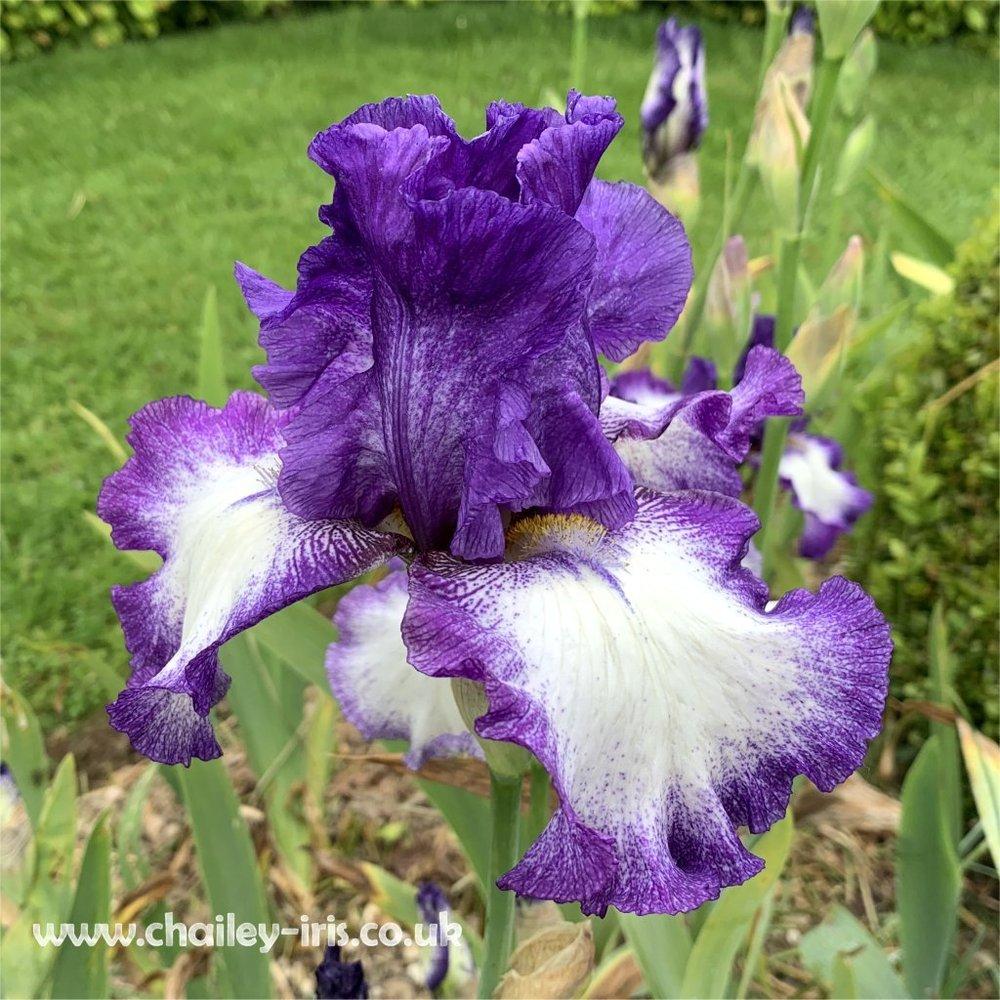 Tall Bearded Iris (Iris 'Your Majesty') in the Irises Database - Garden.org
