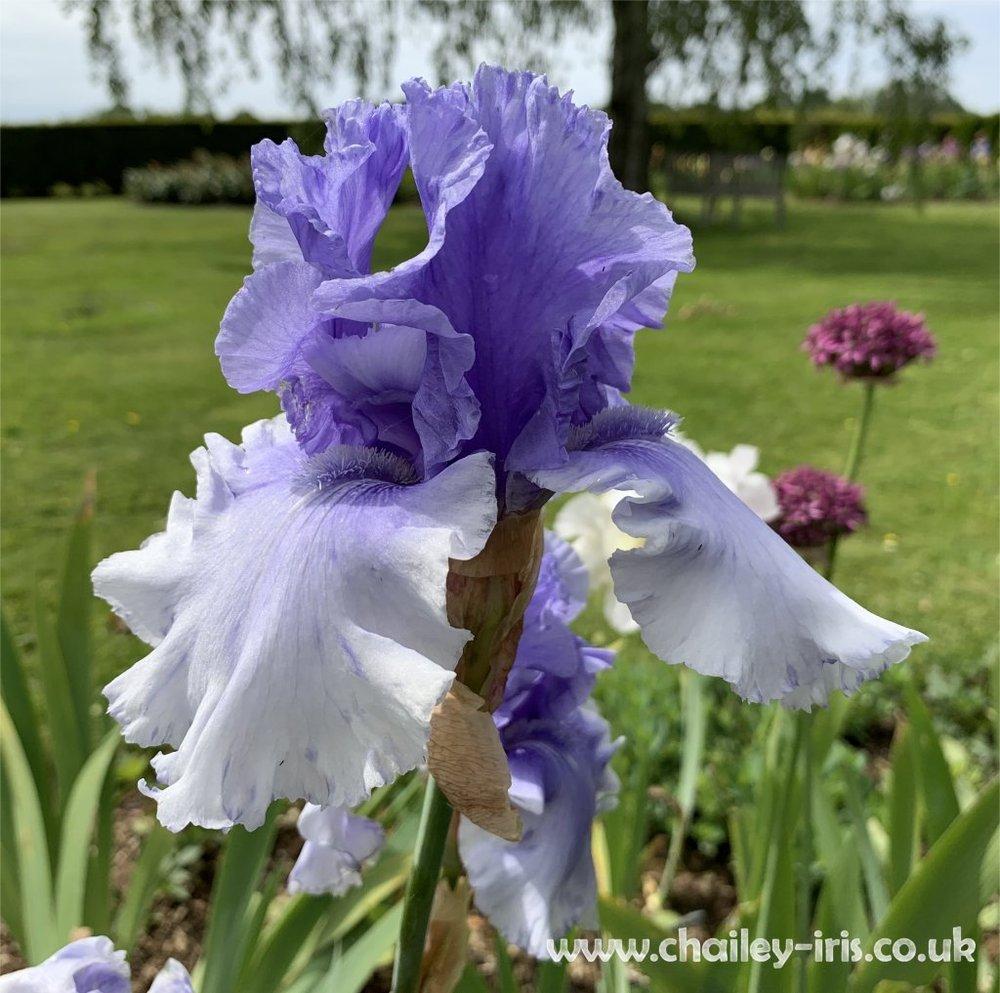 Photo of the bloom of Tall Bearded Iris (Iris 'Cascade Springs') posted ...