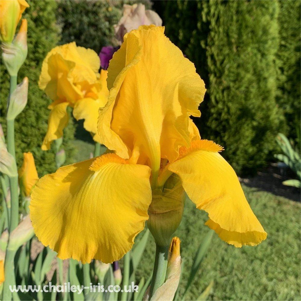 Tall Bearded Iris (Iris 'Carolina Gold') in the Irises Database - Garden.org