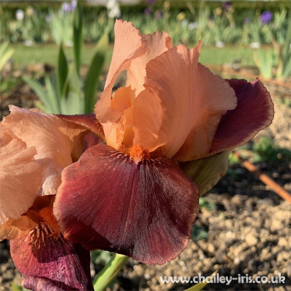 Tall Bearded Iris (Iris 'Cimarron Strip') in the Irises Database ...