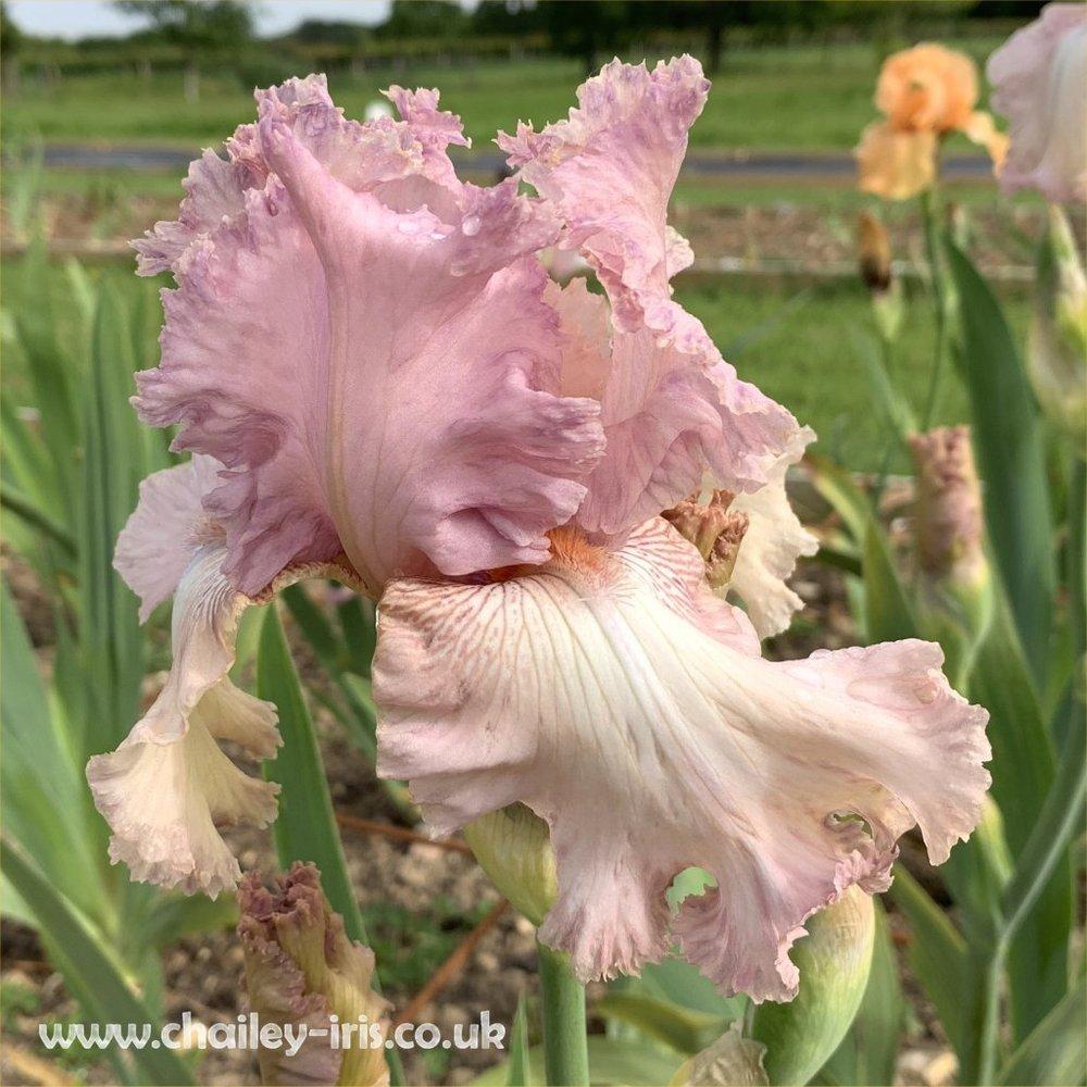 Tall Bearded Iris (Iris 'Mellow Magic') in the Irises Database - Garden.org